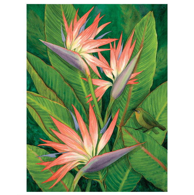 Bird Of Paradise & White Eyes – Banana Patch Studio